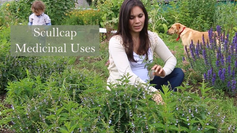 Ivywood - Scullcap Medicinal Uses