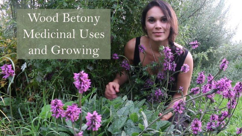 Ivywood - Wood Betony Medicinal Uses