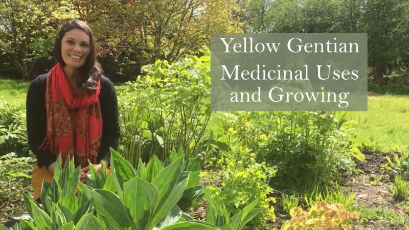 Ivywood - Gentian Medicinal Uses