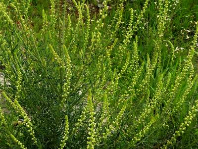 European: Reseda luteola (Dyers Weld)